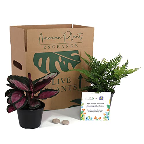 American Plant Exchange Subscription Box, 2 Live House Plants, 2 Fertilizer Tabs, and a 3-Month Greg App Subscription, Plant Pots for Home and Garden Decor, 4" Pots