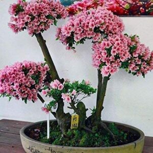 Japanese Flowering Cherry Blossom Bonsai Seeds, Sakura Bonsai Seeds - Fresh Exotic Rare Bonsai Seeds - (10 Seeds)