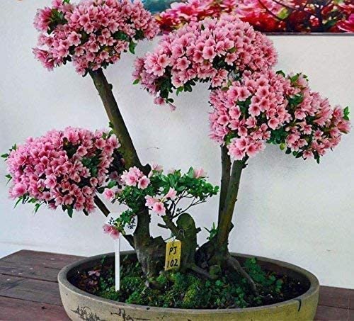 Japanese Flowering Cherry Blossom Bonsai Seeds, Sakura Bonsai Seeds - Fresh Exotic Rare Bonsai Seeds - (10 Seeds)