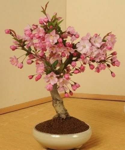 Japanese Flowering Cherry Blossom Bonsai Seeds, Sakura Bonsai Seeds - Fresh Exotic Rare Bonsai Seeds - (10 Seeds)