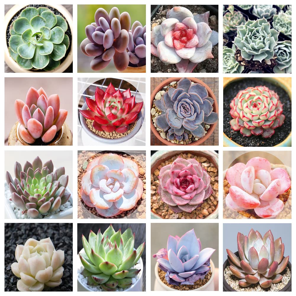 800+ Mix Succulent Seeds Rare Perennial DIY Bonsai Ornamental Plant Succulent Seeds for Planting Indoor and Outdoor