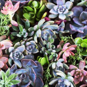 800+ Mix Succulent Seeds Rare Perennial DIY Bonsai Ornamental Plant Succulent Seeds for Planting Indoor and Outdoor