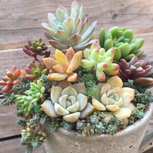 800+ Mix Succulent Seeds Rare Perennial DIY Bonsai Ornamental Plant Succulent Seeds for Planting Indoor and Outdoor