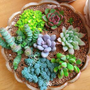 800+ Mix Succulent Seeds Rare Perennial DIY Bonsai Ornamental Plant Succulent Seeds for Planting Indoor and Outdoor