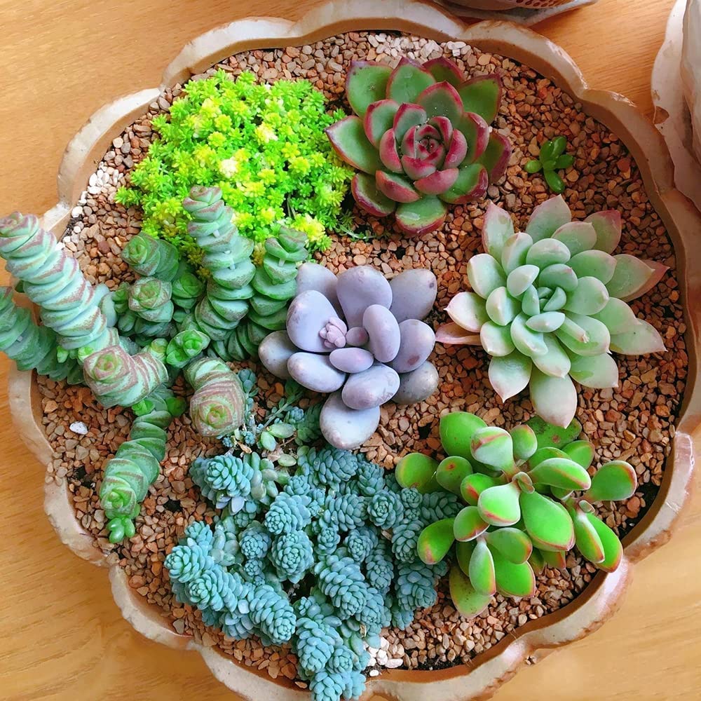 800+ Mix Succulent Seeds Rare Perennial DIY Bonsai Ornamental Plant Succulent Seeds for Planting Indoor and Outdoor