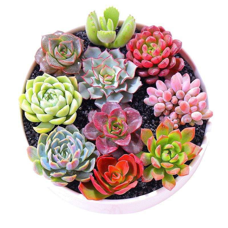 800+ Mix Succulent Seeds Rare Perennial DIY Bonsai Ornamental Plant Succulent Seeds for Planting Indoor and Outdoor