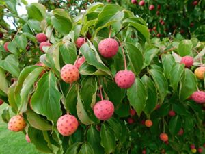 kousa dogwood seeds for planting - 30 seeds - cornus kousa