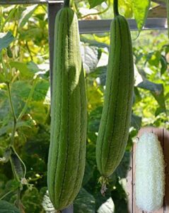 luffa sponge gourd seeds vegetable sponge smooth loofah 30 seeds