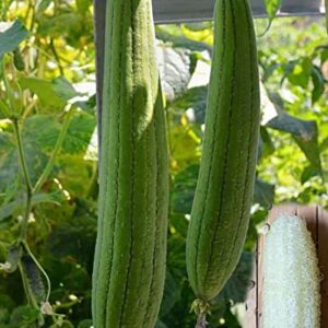 Luffa Sponge Gourd Seeds Vegetable Sponge Smooth Loofah 30 Seeds