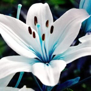 qauzuy garden 50 rare blue lily seeds perennial lilium flower showy blossoms home bonsai garden decor deer resistant easy to grow attract pollinators