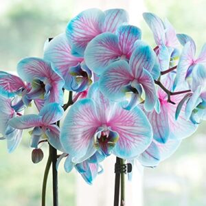 qauzuy garden fresh seeds 25 blue & pink orchids flowers seeds eye-catching flower for home bonsai garden decor easy to grow indoor & outdoor