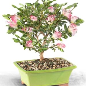 From You Flowers - Powder Puff Indoor Potted Bonsai for Birthday, Anniversary, Get Well, Congratulations, Thank You