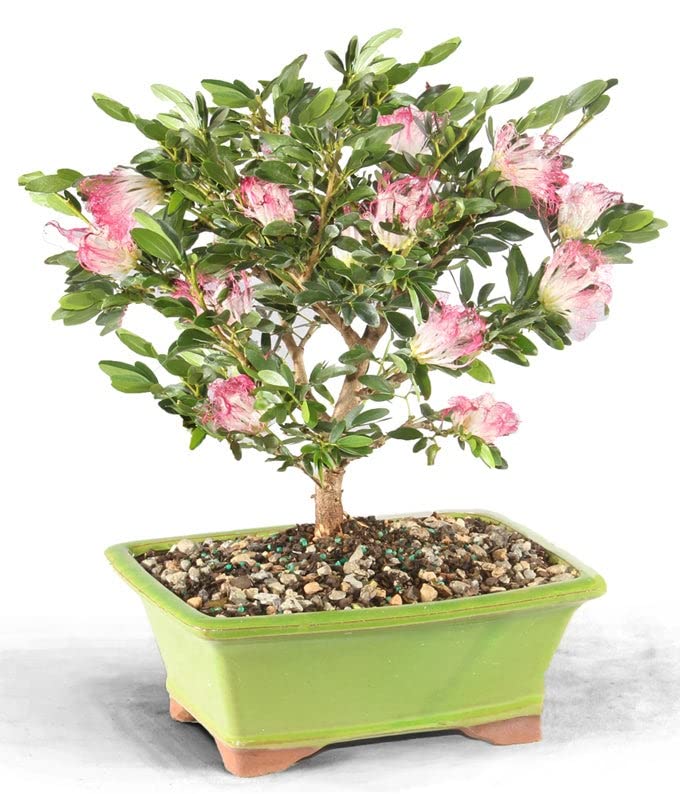 From You Flowers - Powder Puff Indoor Potted Bonsai for Birthday, Anniversary, Get Well, Congratulations, Thank You