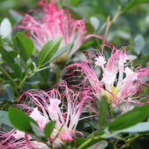 From You Flowers - Powder Puff Indoor Potted Bonsai for Birthday, Anniversary, Get Well, Congratulations, Thank You