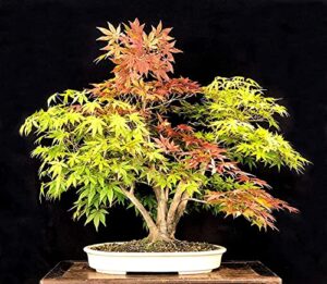 bonsai tree seeds, trident maple | 20+ seeds | highly prized for bonsai, (acer buergerianum) 20+seeds