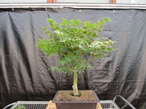 51 year old golden prosperity japanese maple specimen bonsai tree