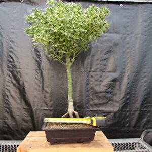 39 Year Old Japanese Butterfly Maple Specimen Bonsai Tree