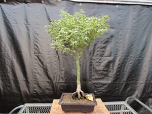 39 year old japanese butterfly maple specimen bonsai tree