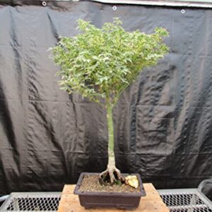 39 Year Old Japanese Butterfly Maple Specimen Bonsai Tree