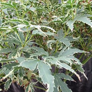 39 Year Old Japanese Butterfly Maple Specimen Bonsai Tree