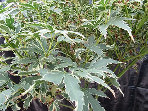 39 Year Old Japanese Butterfly Maple Specimen Bonsai Tree