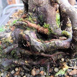 39 Year Old Japanese Butterfly Maple Specimen Bonsai Tree