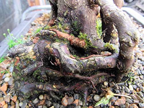 39 Year Old Japanese Butterfly Maple Specimen Bonsai Tree