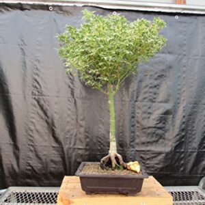 39 Year Old Japanese Butterfly Maple Specimen Bonsai Tree