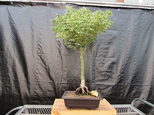 39 Year Old Japanese Butterfly Maple Specimen Bonsai Tree