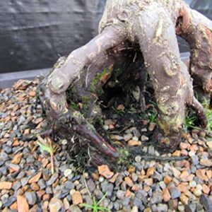 39 Year Old Japanese Butterfly Maple Specimen Bonsai Tree