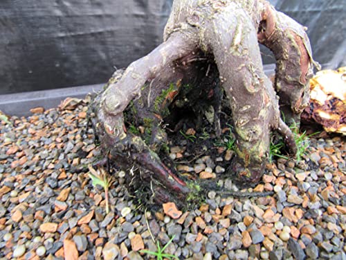 39 Year Old Japanese Butterfly Maple Specimen Bonsai Tree