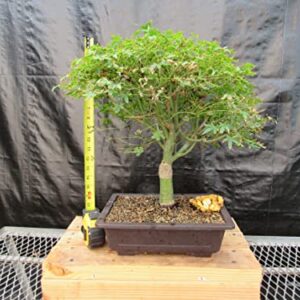 48 Year Old Dwarf Japanese Maple Bonsai Tree