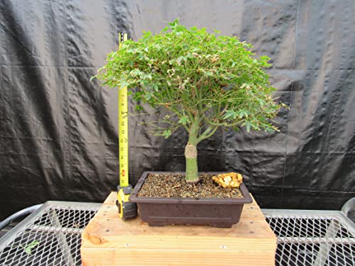 48 Year Old Dwarf Japanese Maple Bonsai Tree