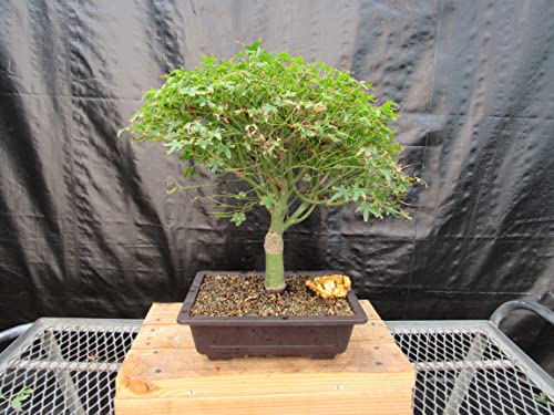 48 Year Old Dwarf Japanese Maple Bonsai Tree