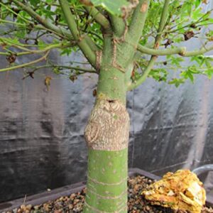 48 Year Old Dwarf Japanese Maple Bonsai Tree