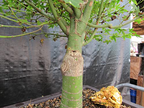 48 Year Old Dwarf Japanese Maple Bonsai Tree