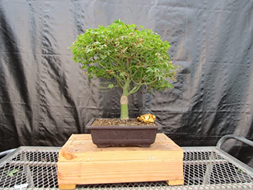 48 Year Old Dwarf Japanese Maple Bonsai Tree