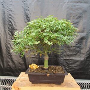 48 Year Old Dwarf Japanese Maple Bonsai Tree