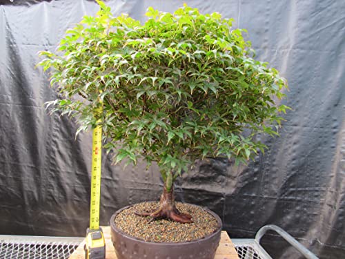 51 Year Old Rhode Island Red Japanese Maple Bonsai Tree