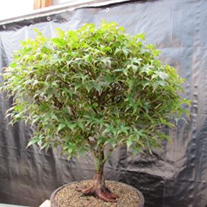 51 Year Old Rhode Island Red Japanese Maple Bonsai Tree