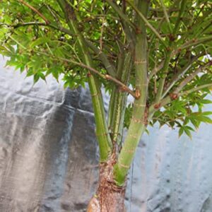 51 Year Old Rhode Island Red Japanese Maple Bonsai Tree