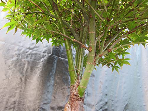 51 Year Old Rhode Island Red Japanese Maple Bonsai Tree