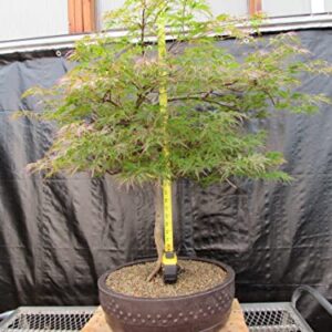 69 Year Old Red Dragon Japanese Maple Specimen Bonsai Tree