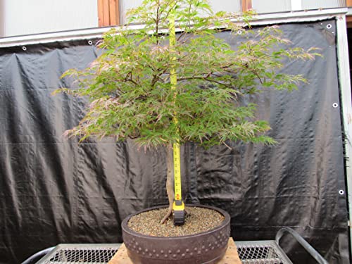 69 Year Old Red Dragon Japanese Maple Specimen Bonsai Tree