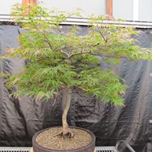 69 Year Old Red Dragon Japanese Maple Specimen Bonsai Tree