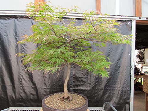 69 Year Old Red Dragon Japanese Maple Specimen Bonsai Tree