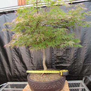 69 Year Old Red Dragon Japanese Maple Specimen Bonsai Tree