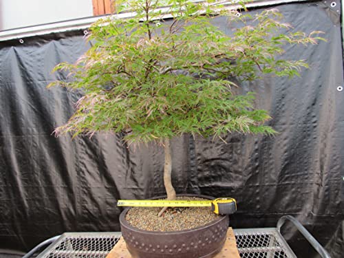 69 Year Old Red Dragon Japanese Maple Specimen Bonsai Tree