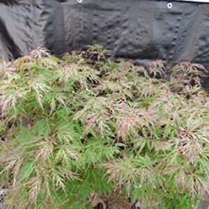 69 Year Old Red Dragon Japanese Maple Specimen Bonsai Tree