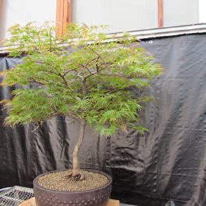 69 Year Old Red Dragon Japanese Maple Specimen Bonsai Tree